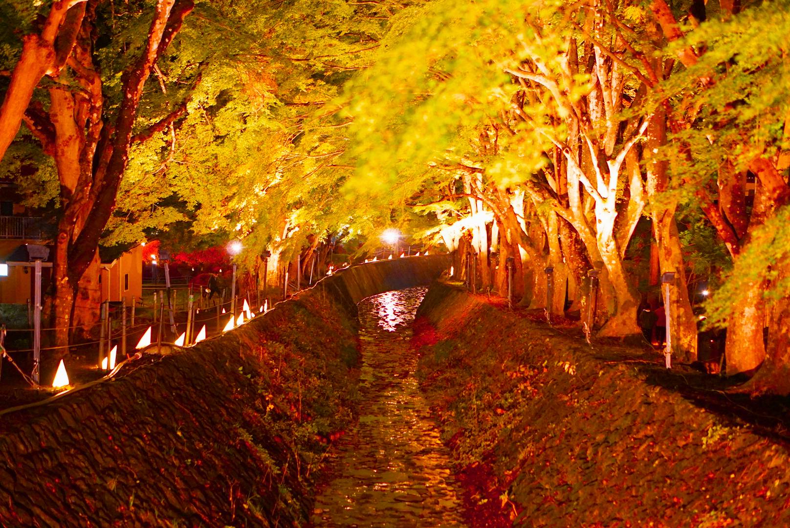 【東京近郊賞楓】東京賞楓最前線！近郊1日紅葉之旅，從高尾山、河口湖、日光到郊區楓葉秘境推薦 | Funliday