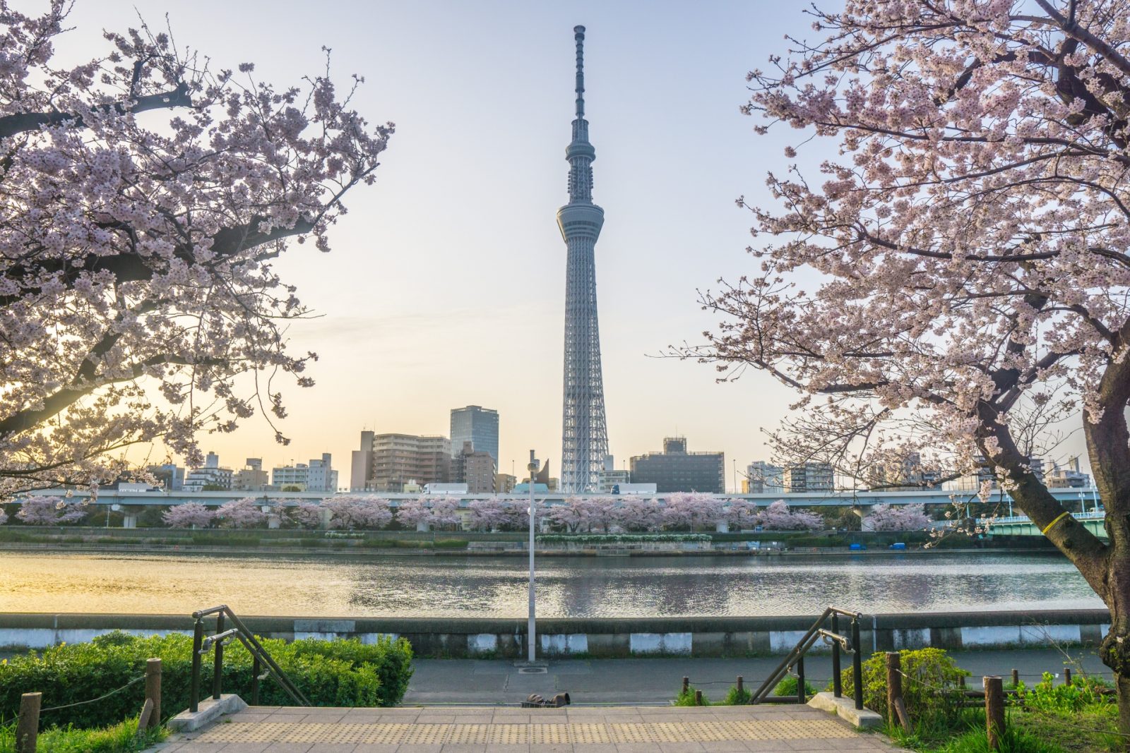 【2025年東京都内お花見】電車でアクセス便利！おすすめ桜スポット6選 | Funliday