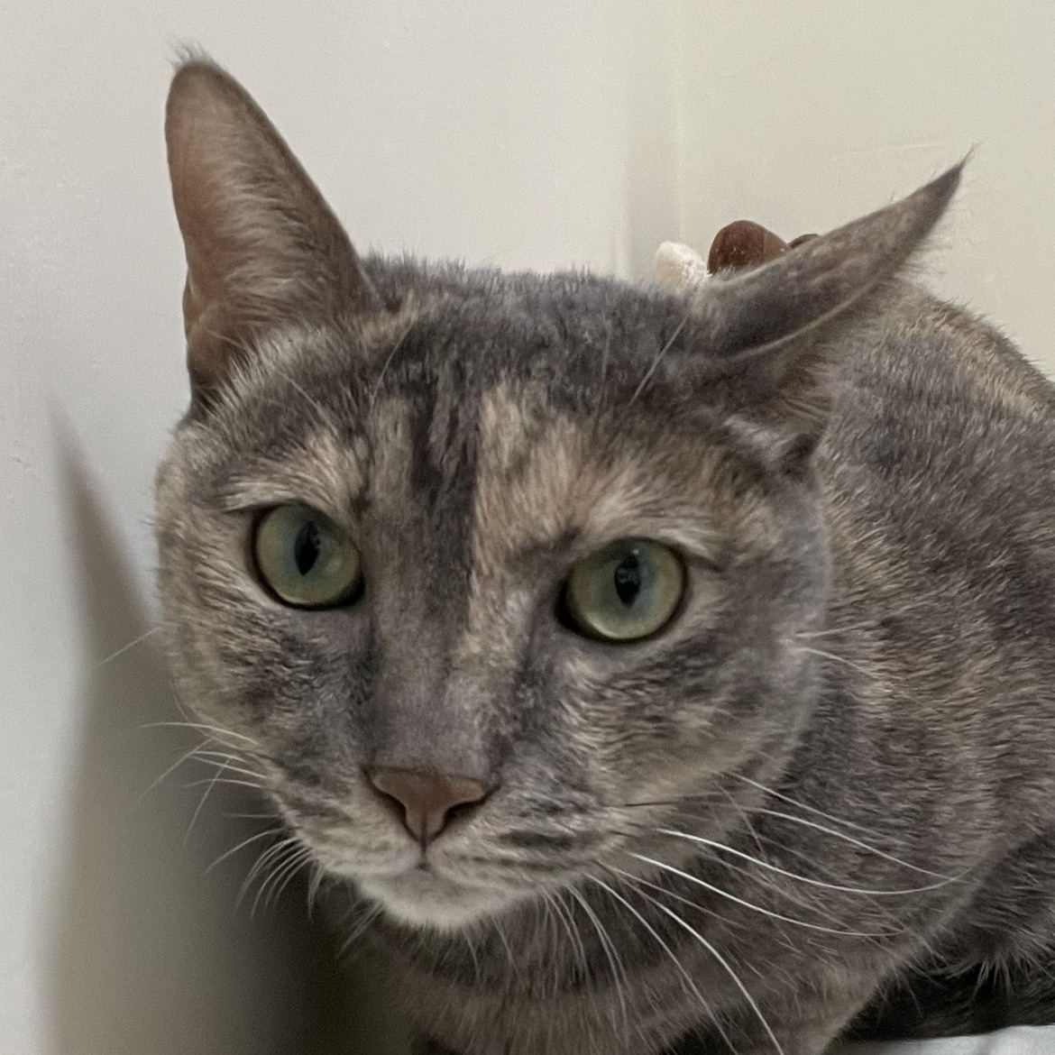 喵兒 | Funliday travel guru